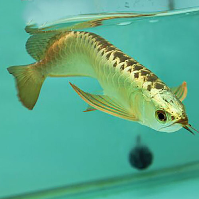 24k Arowana Fish